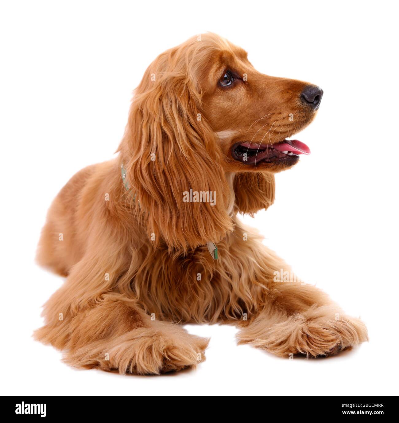 Beautiful cocker spaniel isolated on white Stock Photo - Alamy