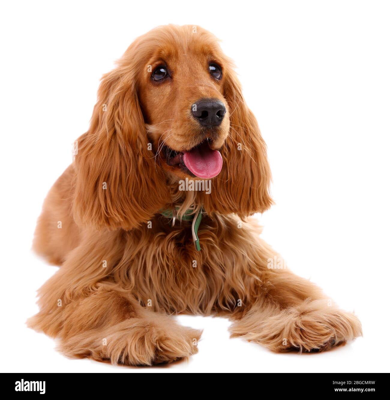 Beautiful cocker spaniel isolated on white Stock Photo - Alamy