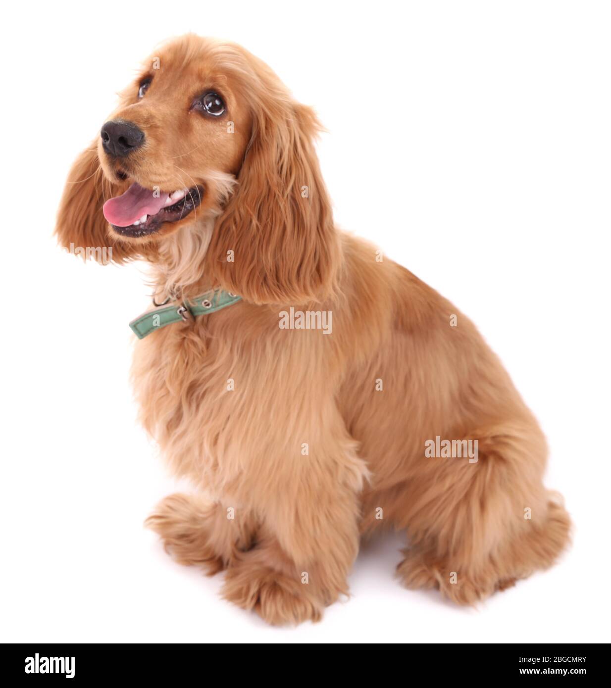 Beautiful cocker spaniel isolated on white Stock Photo - Alamy