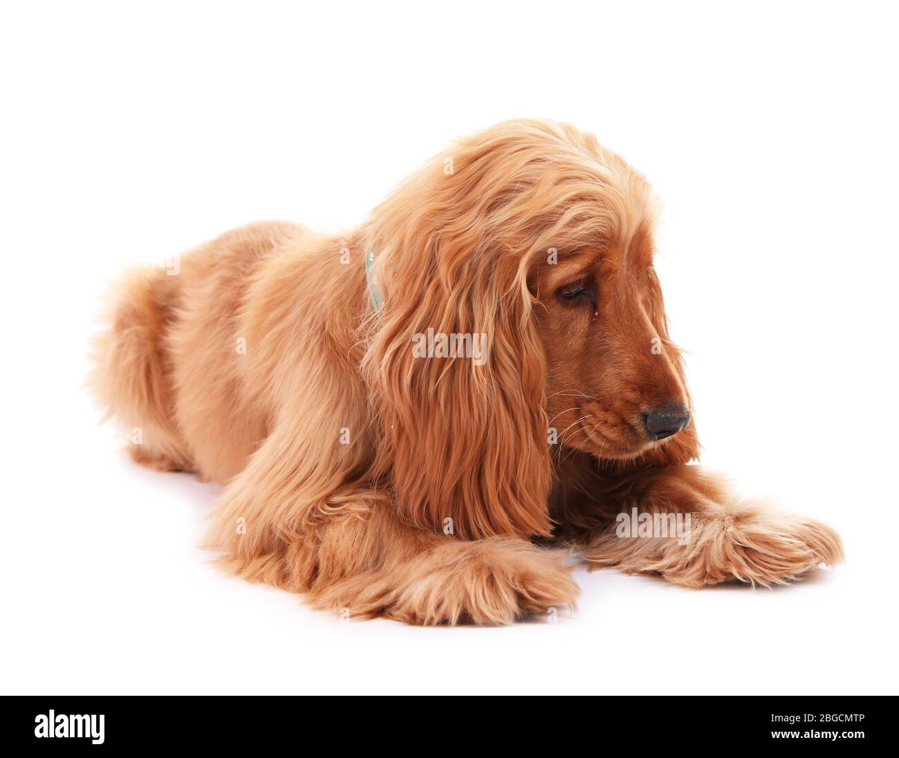 Beautiful cocker spaniel isolated on white Stock Photo - Alamy