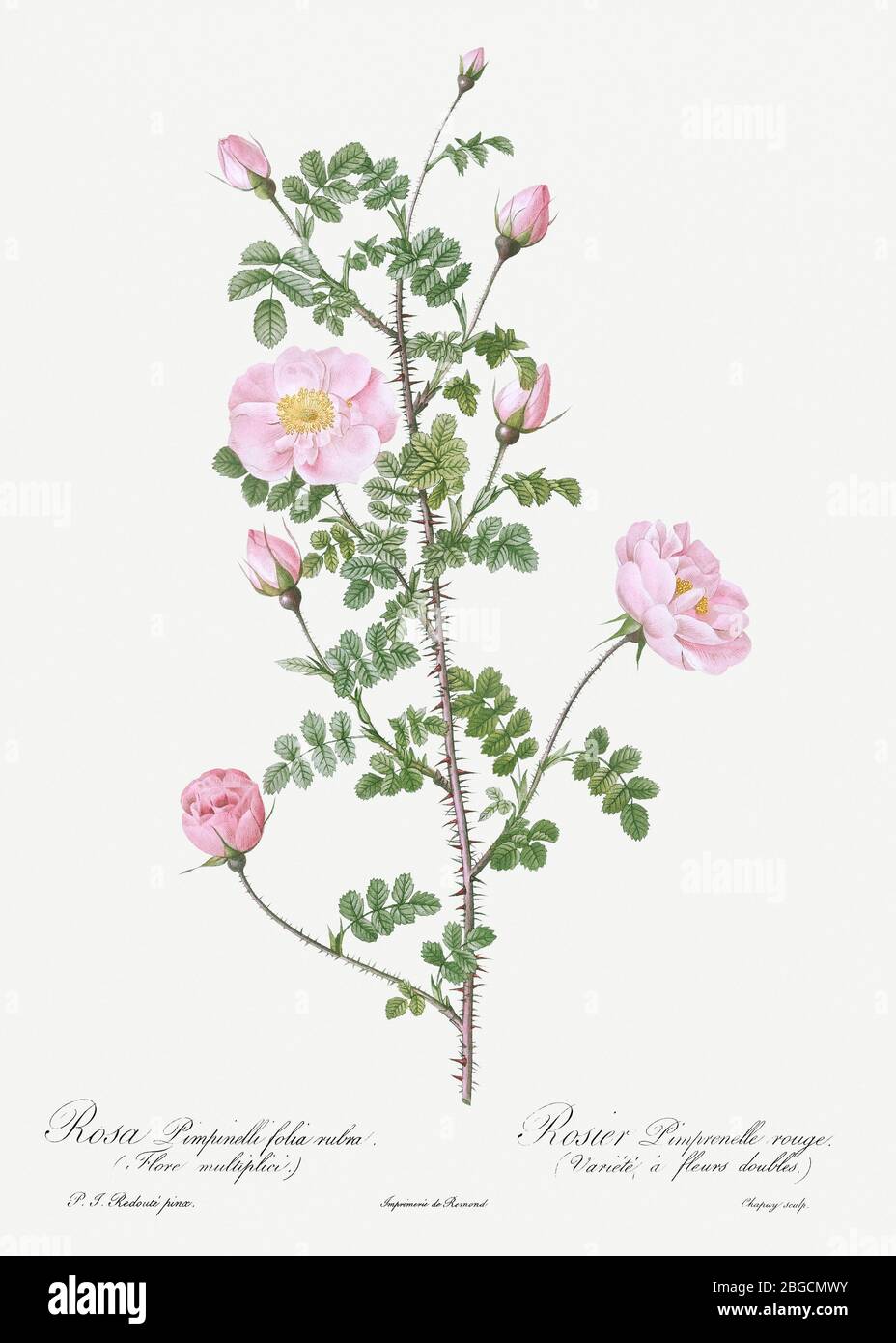 Rosa pimpinellifolia rubra hi-res stock photography and images - Alamy