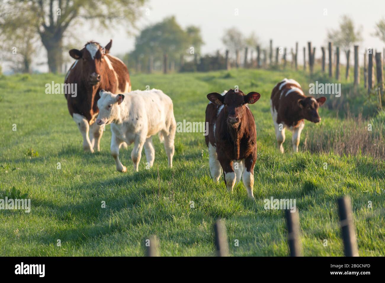 four calves and a cow in a field in spring Stock Photo - Alamy