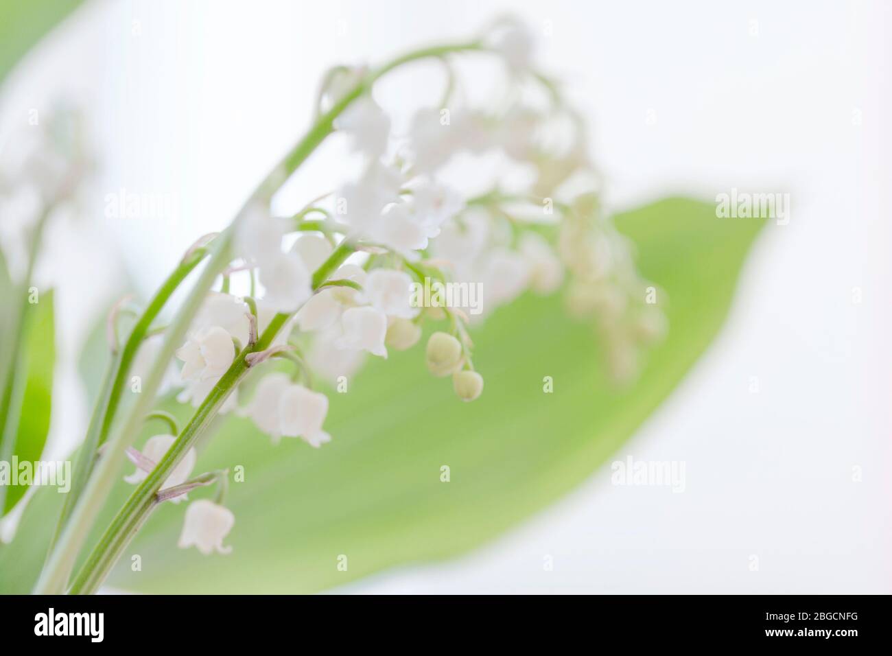 a sprig of lily of the valley Stock Photo - Alamy
