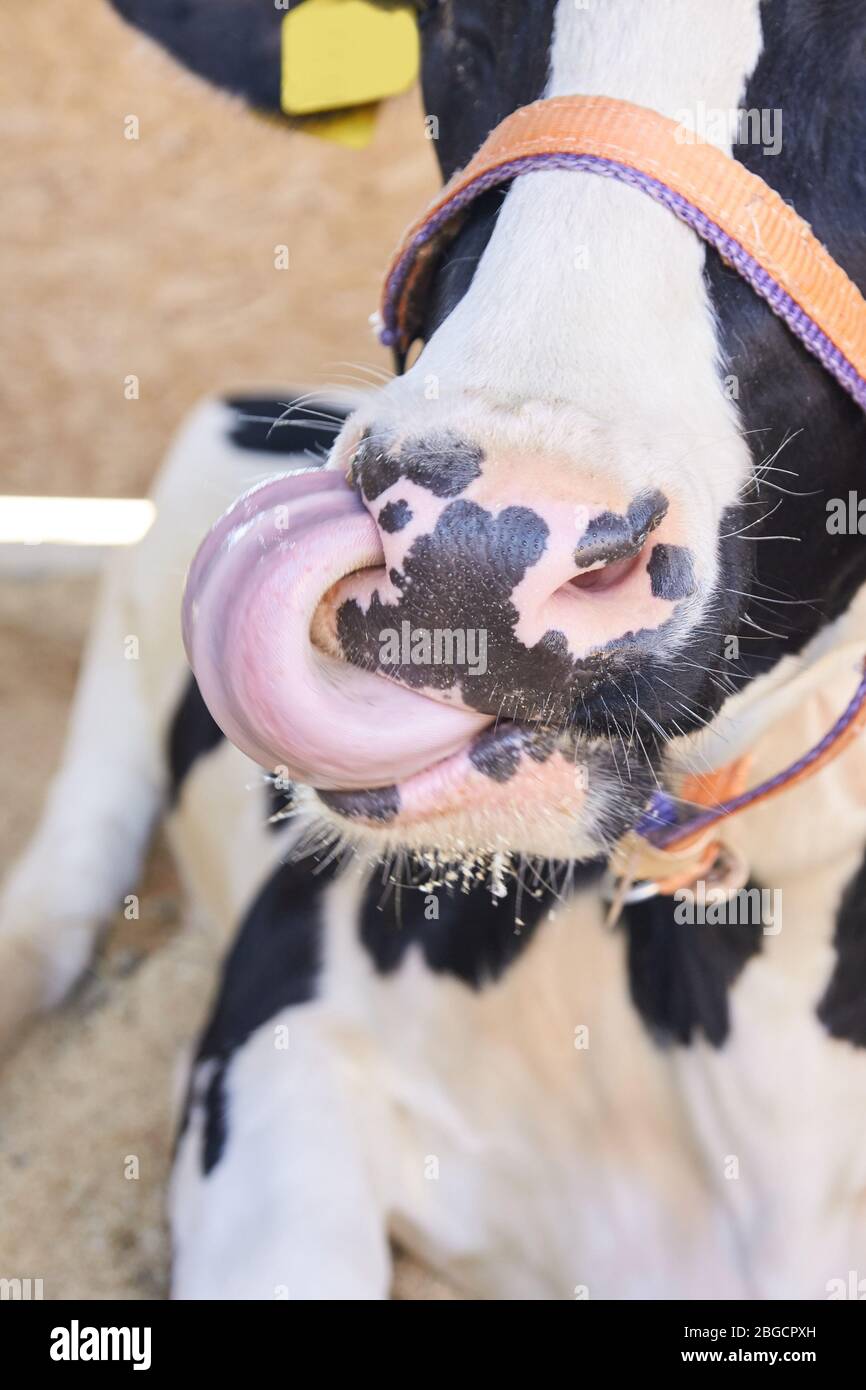 Agriculture animal sick. Cow portrait, beef meat. Milk kine Stock Photo ...