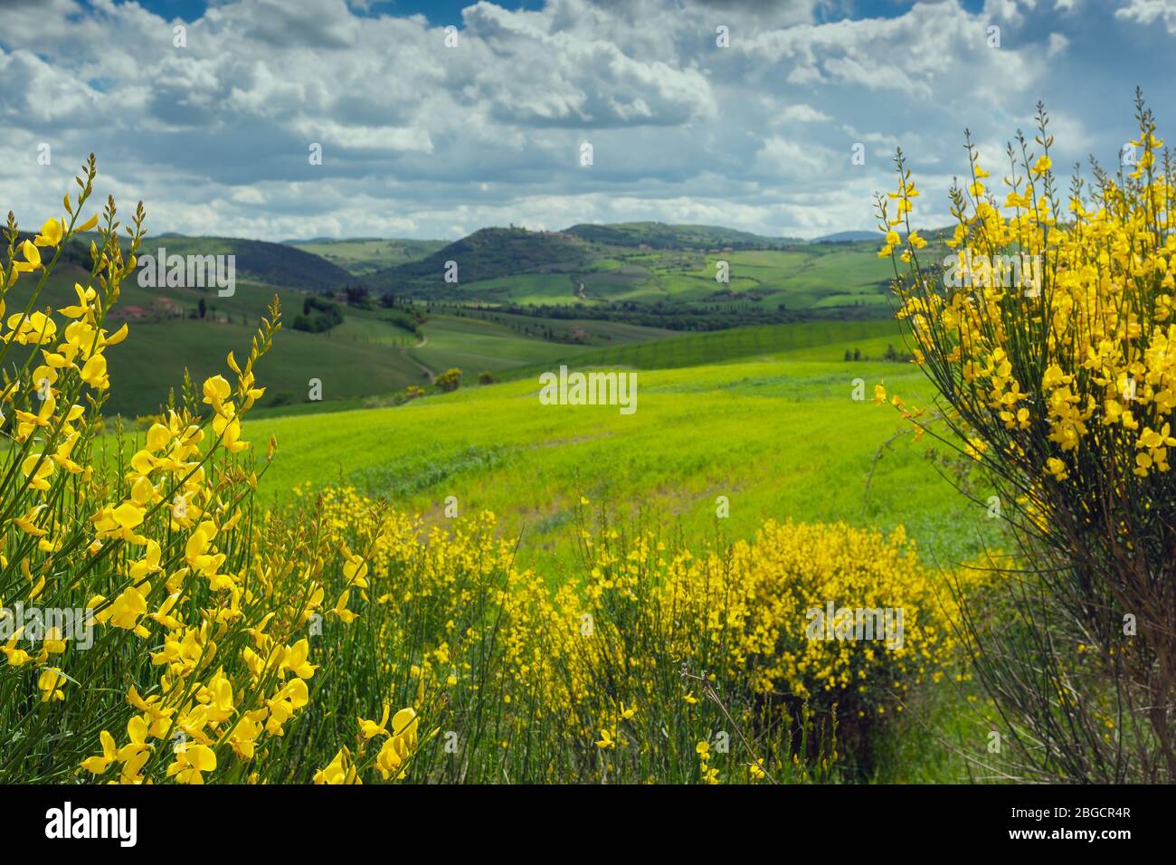 Yellow flowers on bush italy hi-res stock photography and images - Alamy