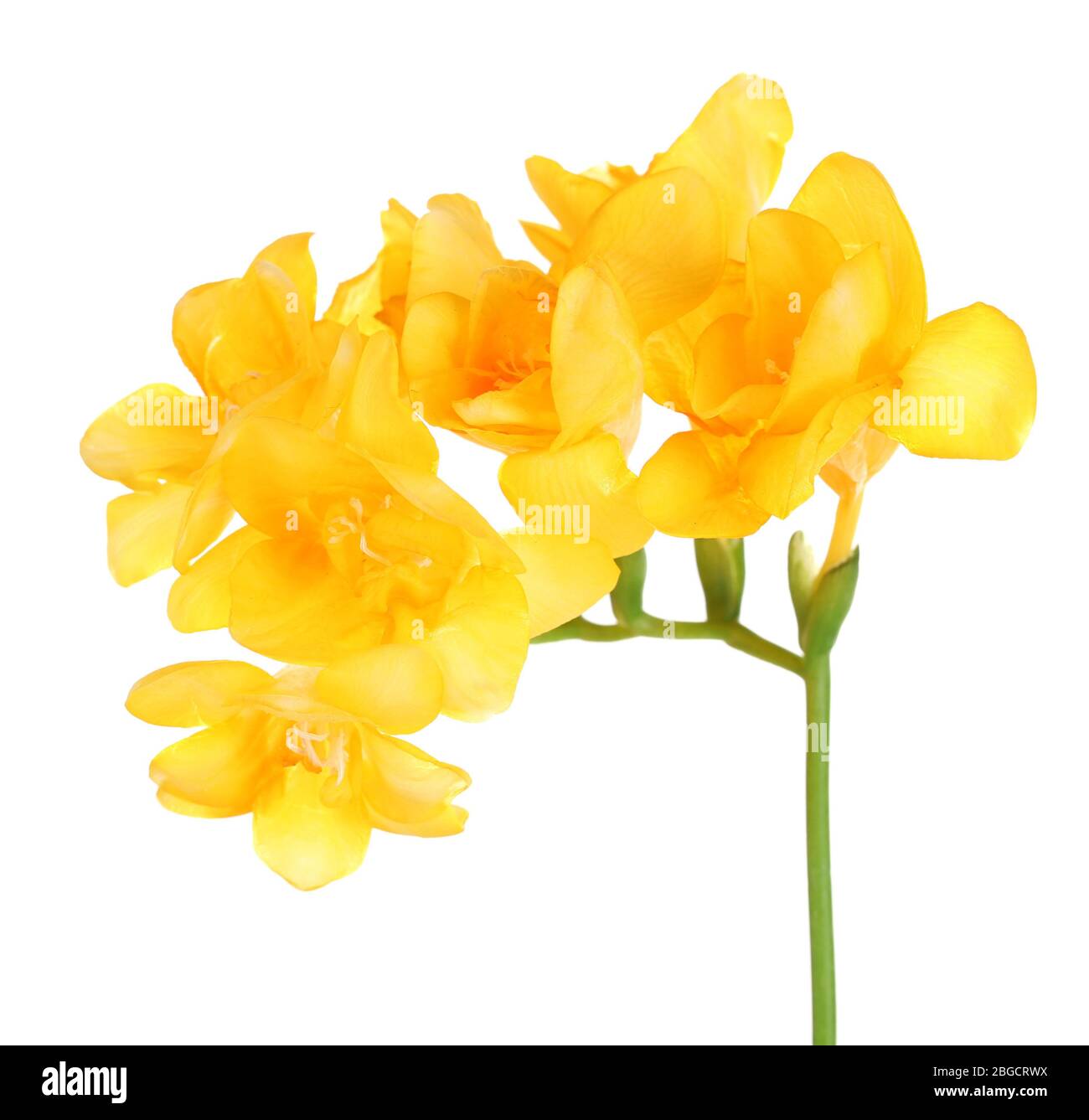 Beautiful freesia flowers, isolated on white Stock Photo - Alamy