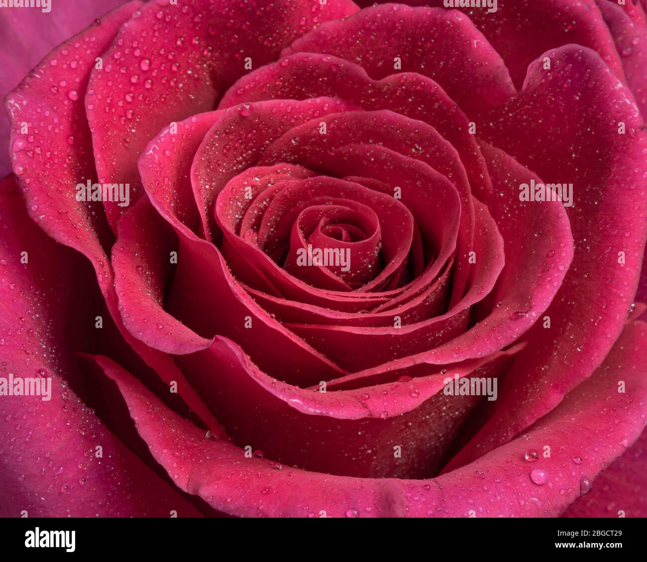 Rose close-up for use as background or wallpaper Stock Photo - Alamy