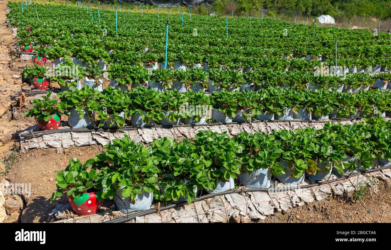 Commercial strawberry growing hi-res stock photography and images - Alamy
