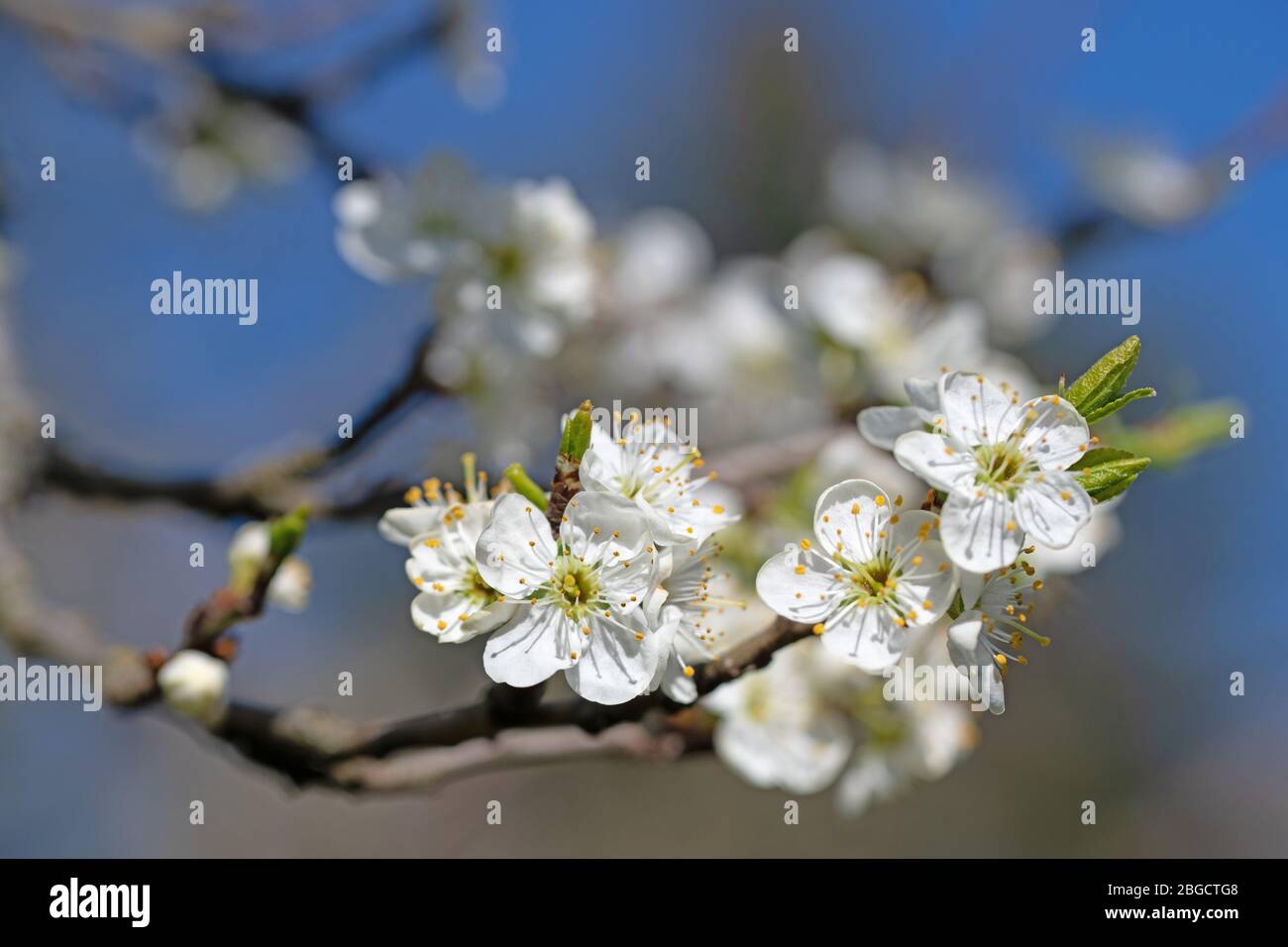 Flowering mirabelle, Prunus domestica, in spring Stock Photo - Alamy