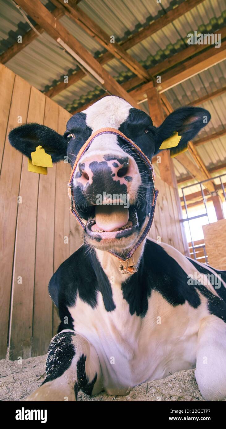 Agriculture animal sick. Cow portrait, beef meat. Milk kine. Ear tag ...