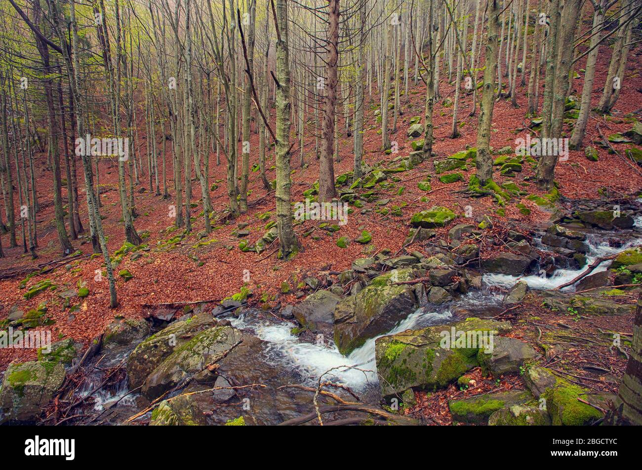 Spring beech forest with a waterfall Stock Photo - Alamy