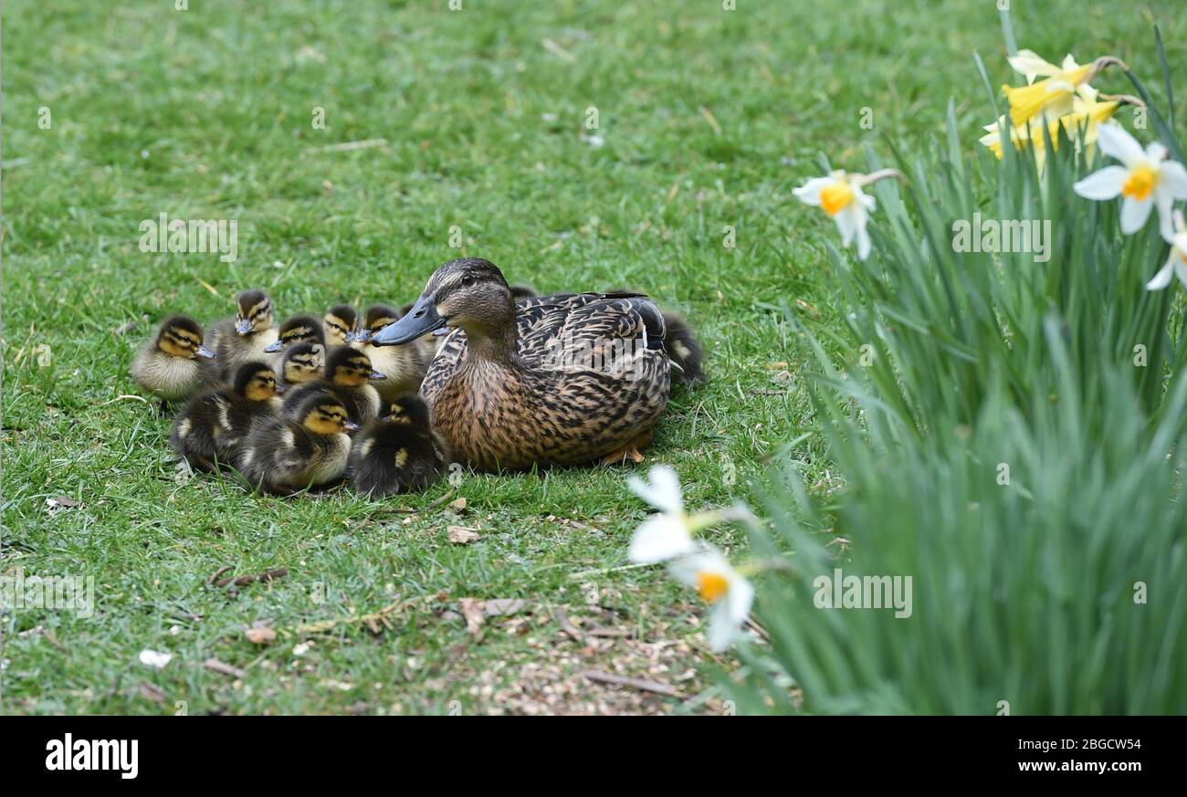 Scotland ukwildlife female mallard duck with her ducklings river tweed ...