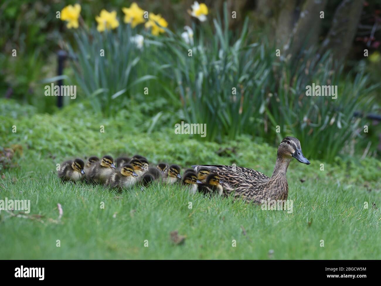 Day old ducklings hi-res stock photography and images - Alamy