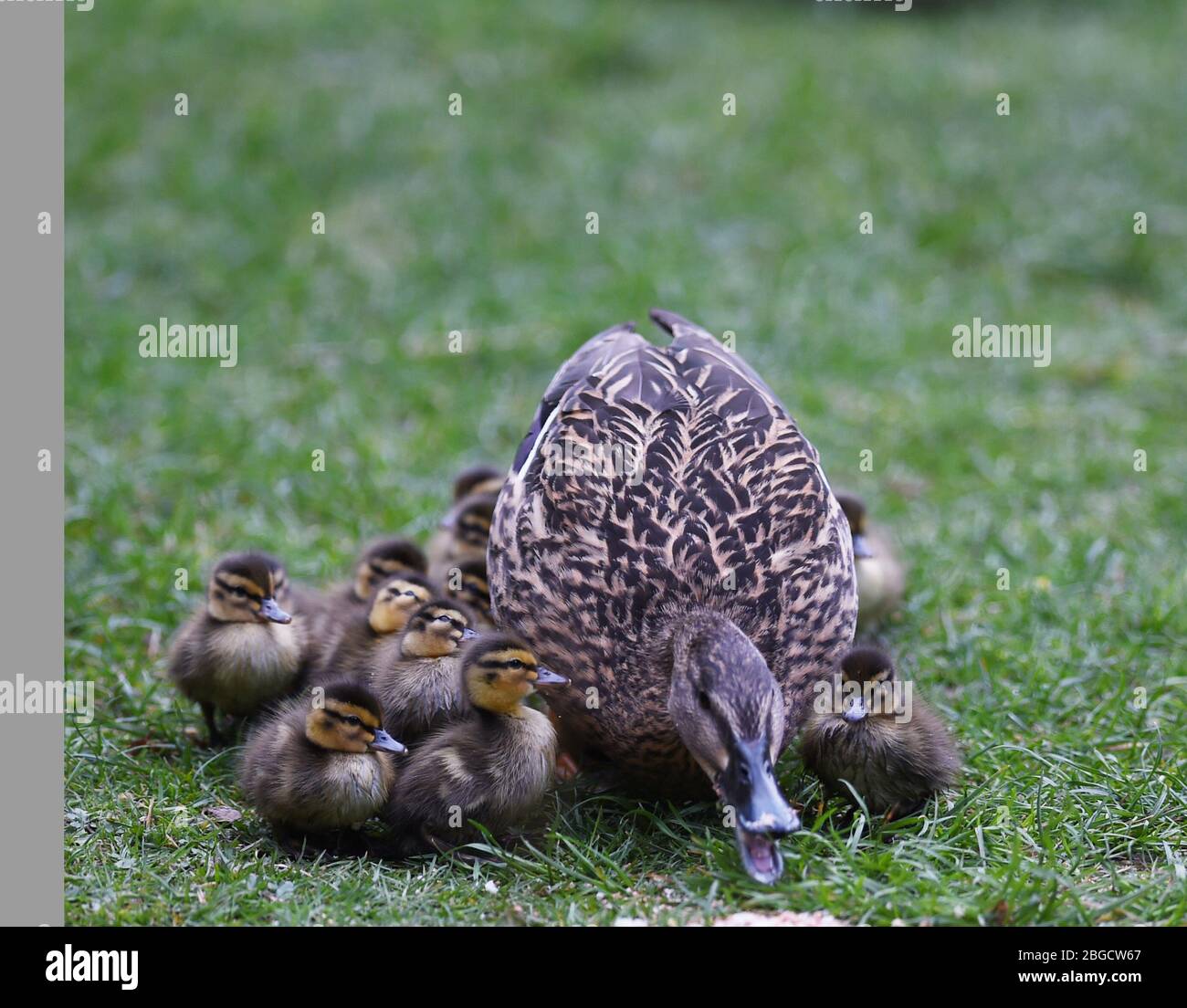 Day old ducklings hi-res stock photography and images - Alamy