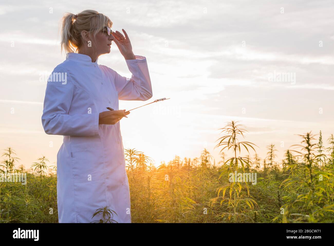 Scientist observing CBD hemp plants on marijuana field and taking notes ...