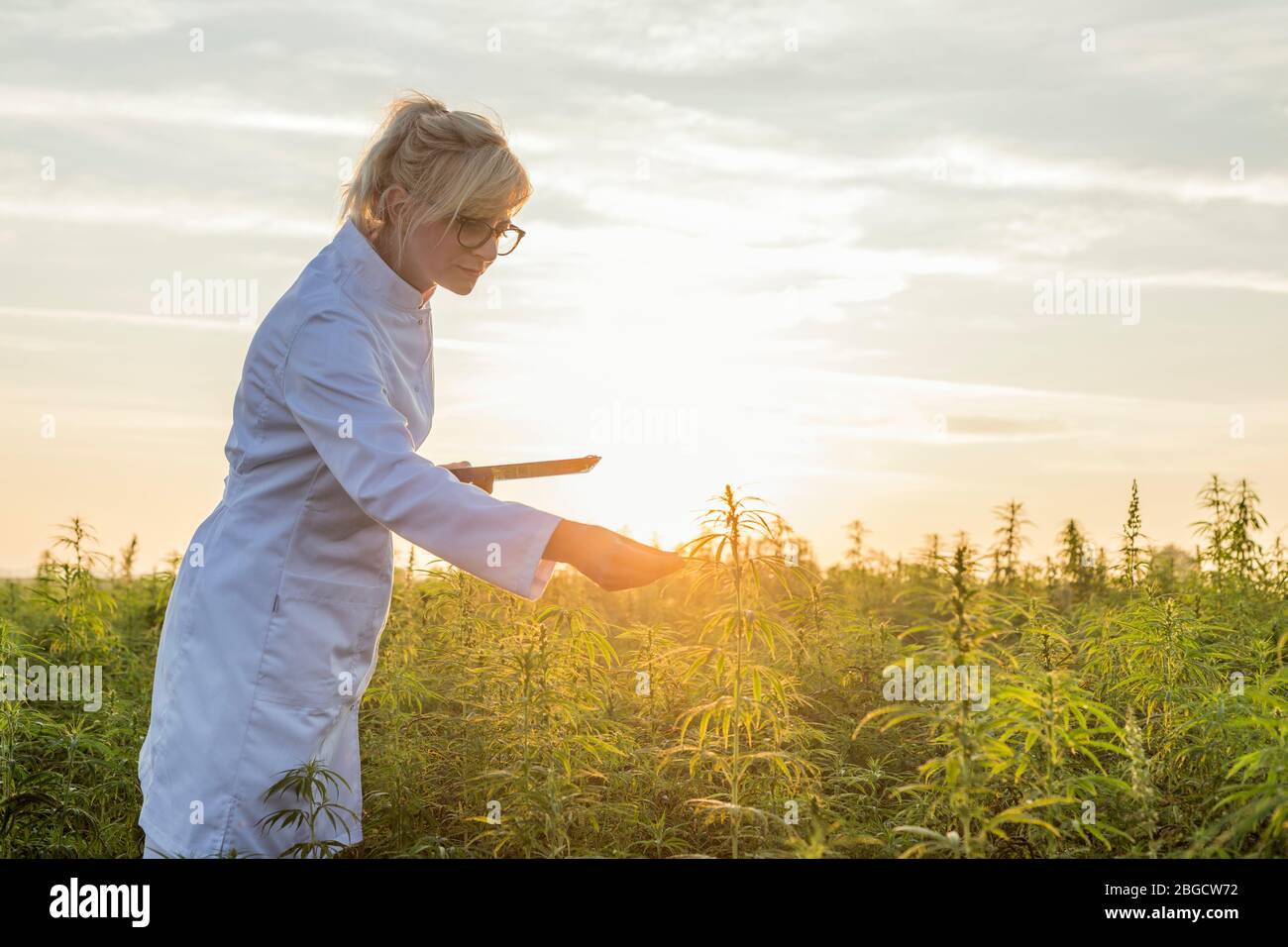 Scientist observing CBD hemp plants on marijuana field and taking notes ...