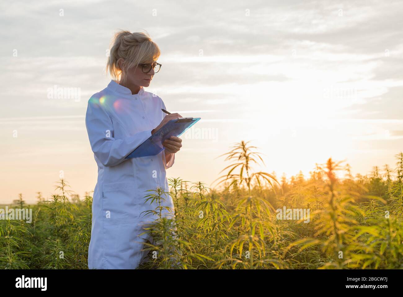 Scientist observing cbd hemp plants hi-res stock photography and images ...