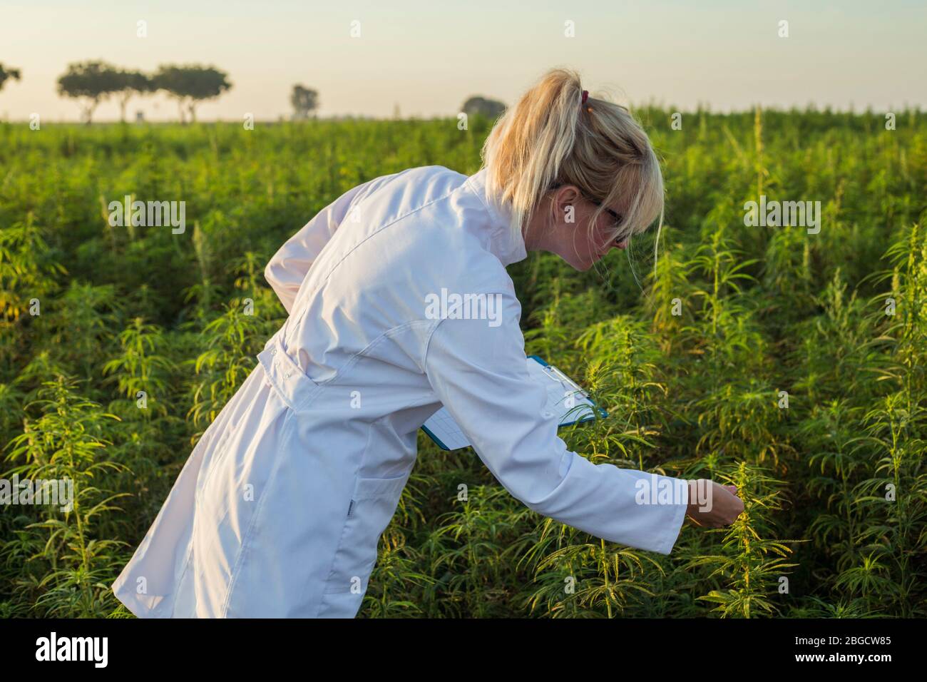 Scientist observing CBD hemp plants on marijuana field and taking notes ...