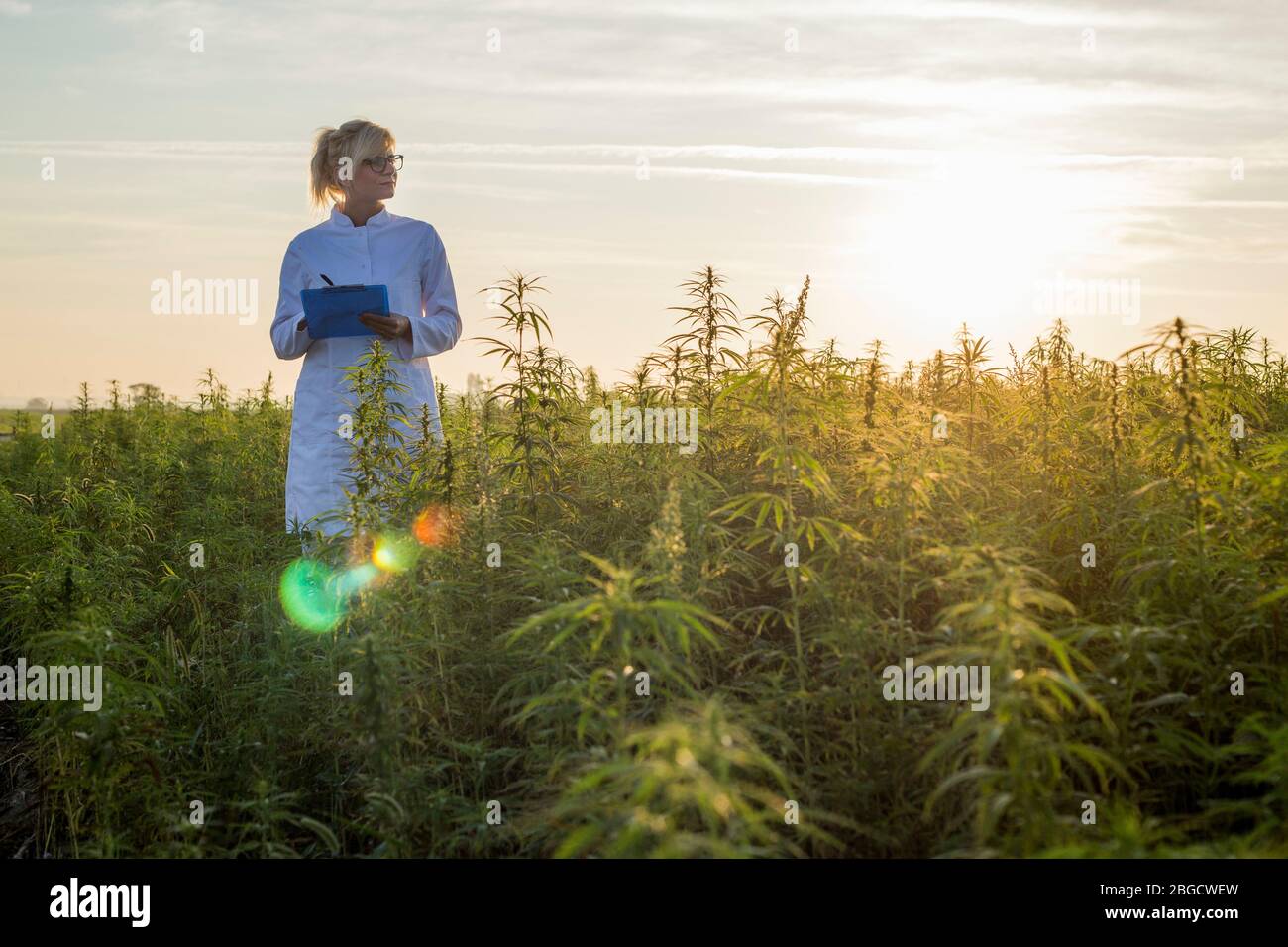 Scientist observing CBD hemp plants on marijuana field and taking notes ...
