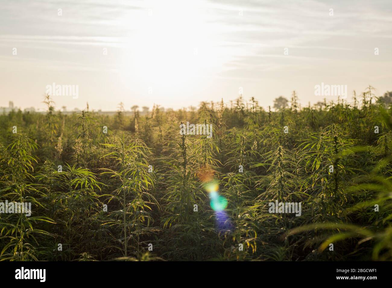 Marijuana CBD hemp plants field in sunrise. Big hemp agricultural field ...