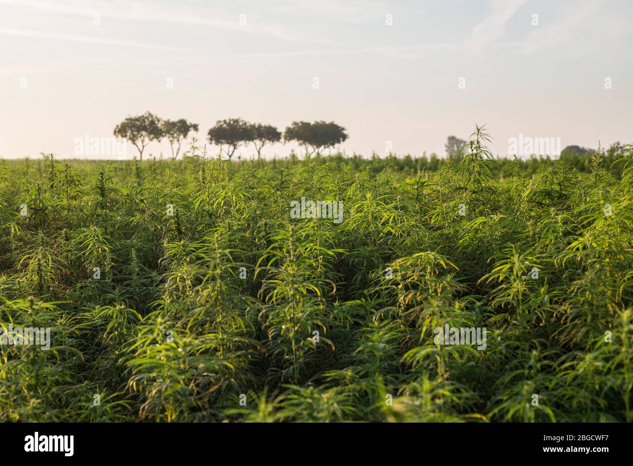 Marijuana CBD hemp plants field in sunrise. Big hemp agricultural field ...