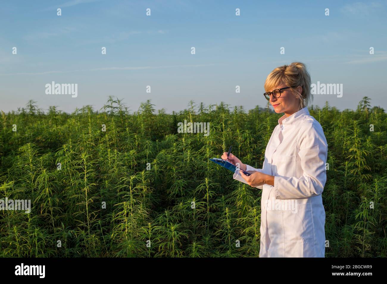 Scientist observing CBD hemp plants on marijuana field and taking notes ...