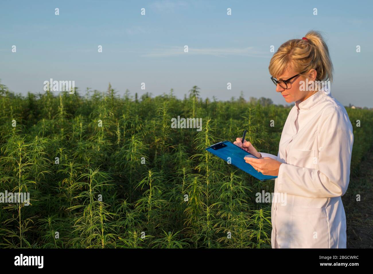 Scientist observing CBD hemp plants on marijuana field and taking notes ...