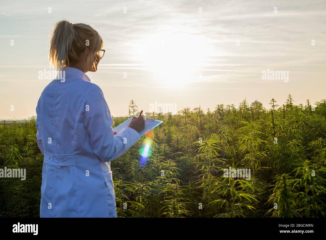 Scientist observing CBD hemp plants on marijuana field and taking notes ...