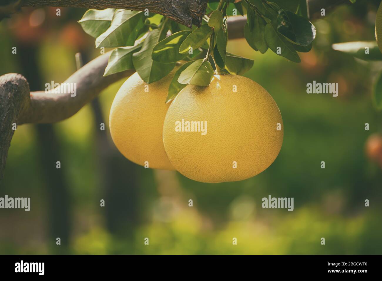 Ripe pomelo fruits hang on the trees in the citrus garden. Harvest of ...