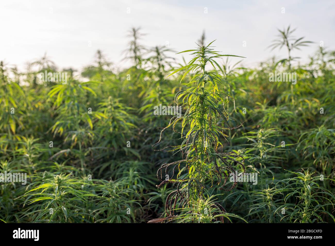Example of bad marijuana CBD hemp plants field. Plants are ill, and ...