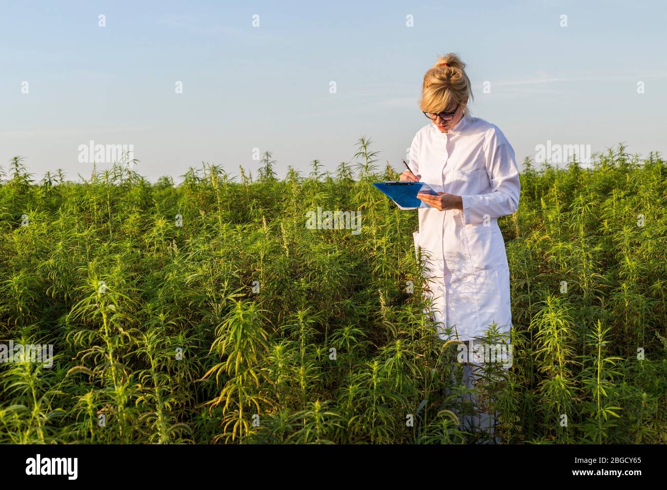 Scientist observing cbd hemp plants hi-res stock photography and images ...