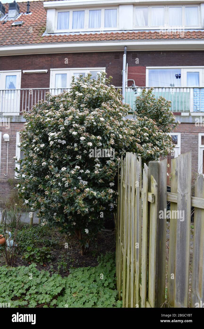 Neighboring house fence hi-res stock photography and images - Alamy