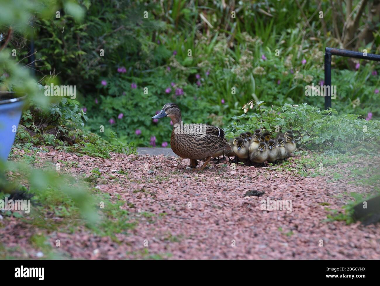 Peebles Scottish Borders, UK .17th April 20 .Female Mallard Duck with ...