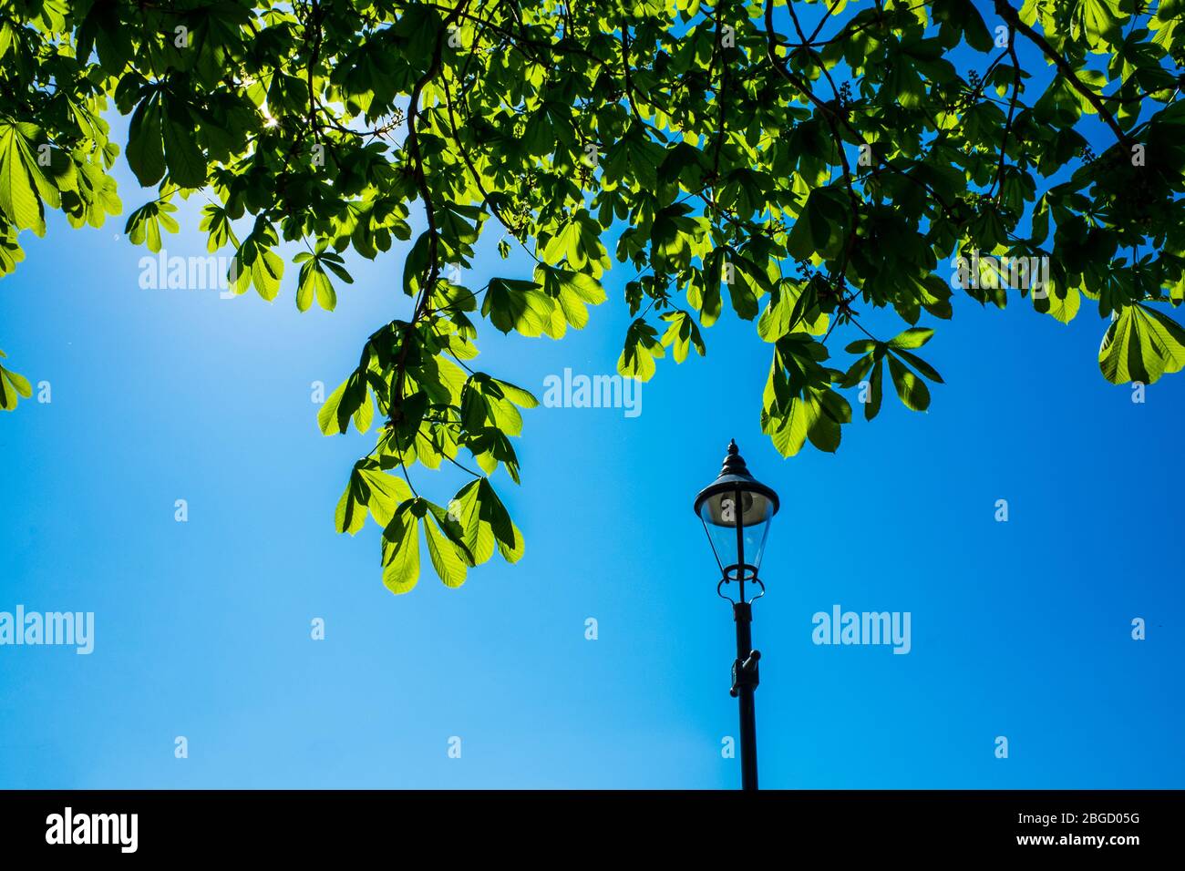 Chestnut leaves blue sky hi-res stock photography and images - Alamy