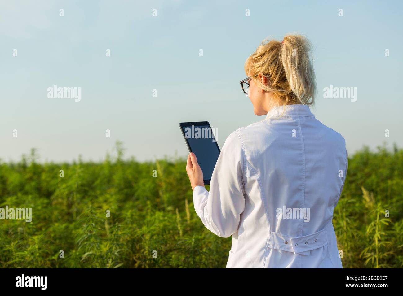 Scientist observing CBD hemp plants on marijuana field and writing ...