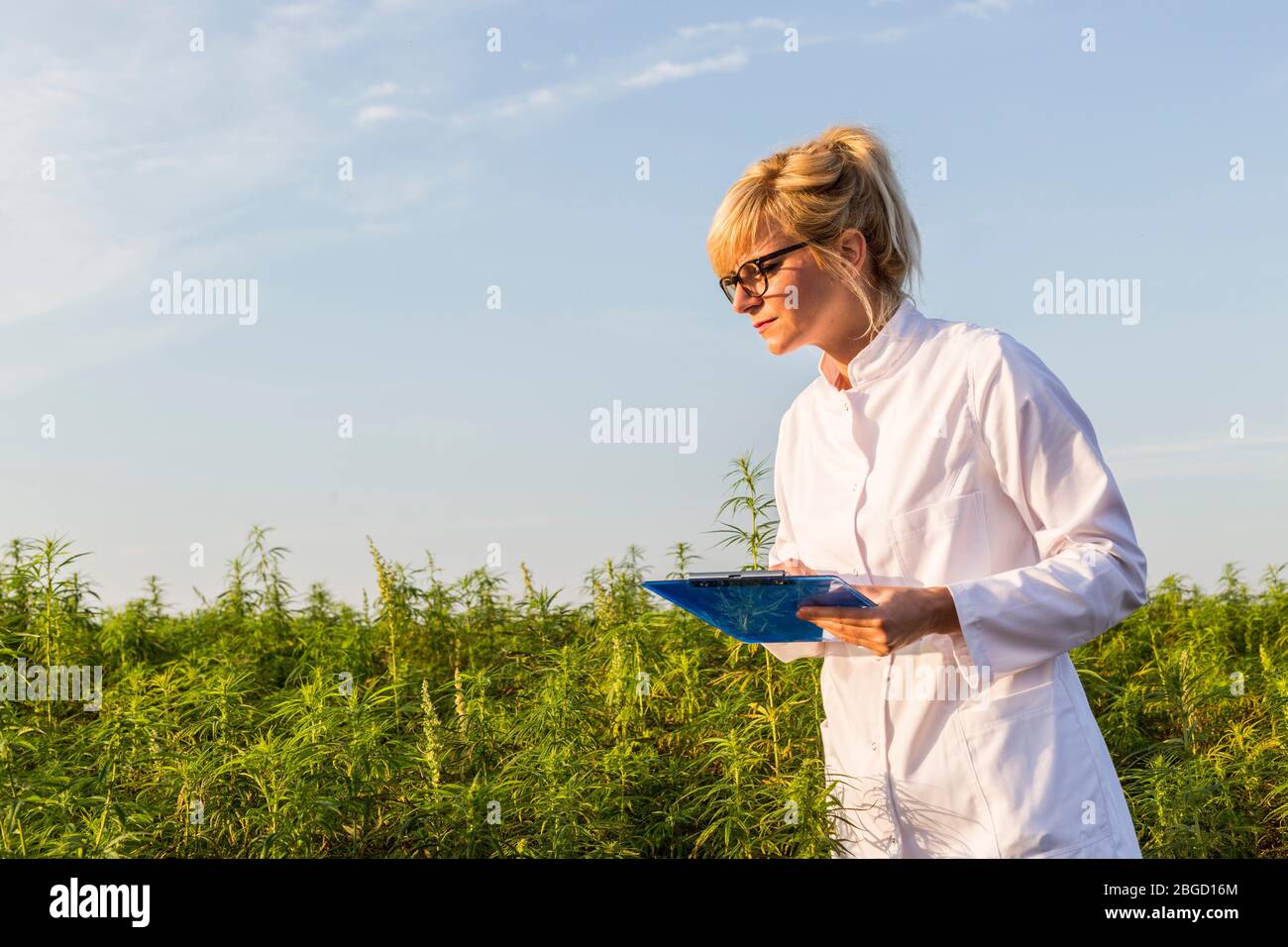 Scientist observing CBD hemp plants on marijuana field and taking notes ...