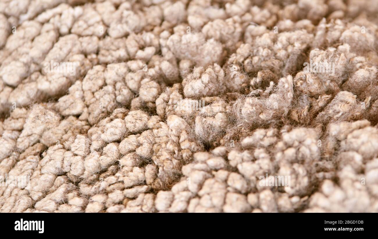 Ovine Breeding High Resolution Stock Photography and Images - Alamy