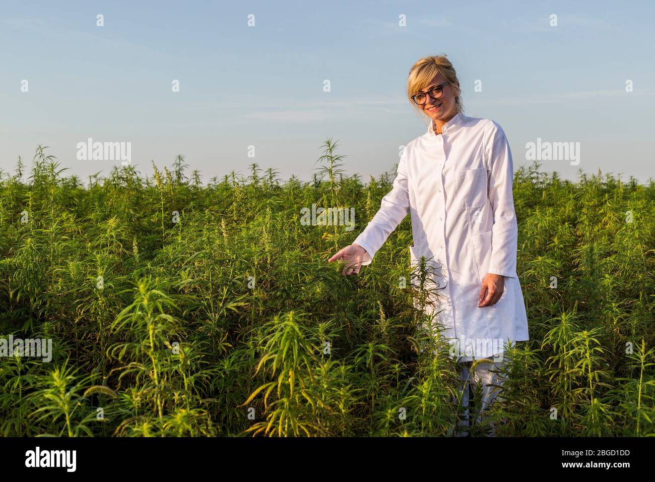 Scientist on marijuana field happy and satisfied with CBD hemp plants ...