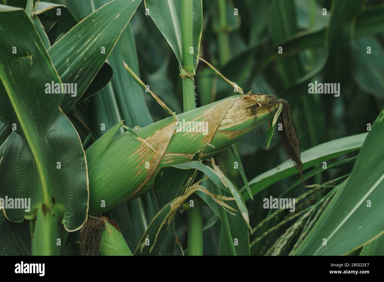 Corn cob in husk, ripening maize crop ear in field Stock Photo - Alamy