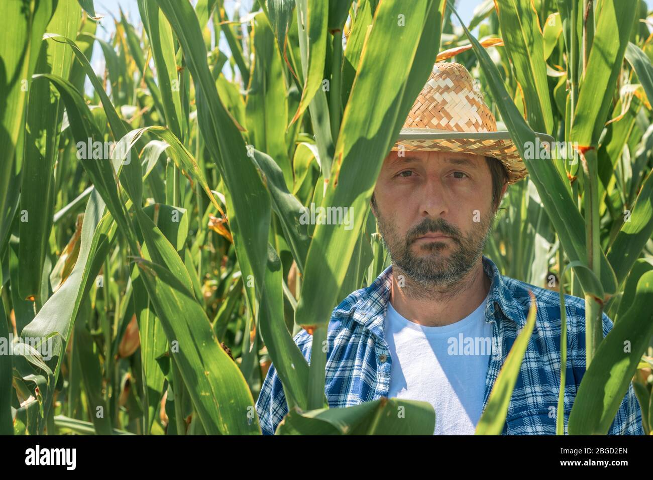 Portrait of handsome corn farmer in cultivated maize field wearing ...