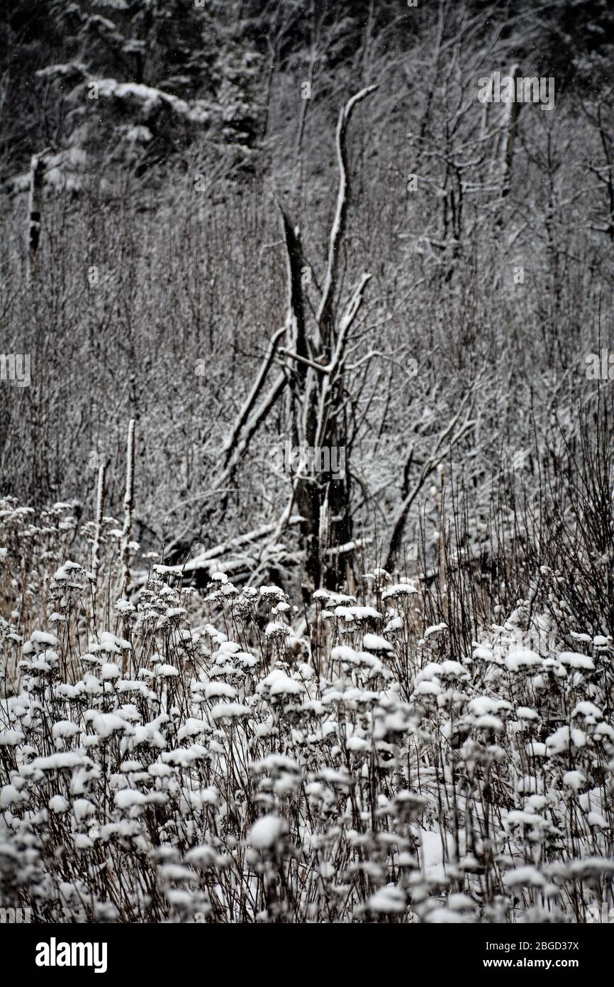 Freshly fallen snow in springtime near pod in Northern Ontario Stock ...