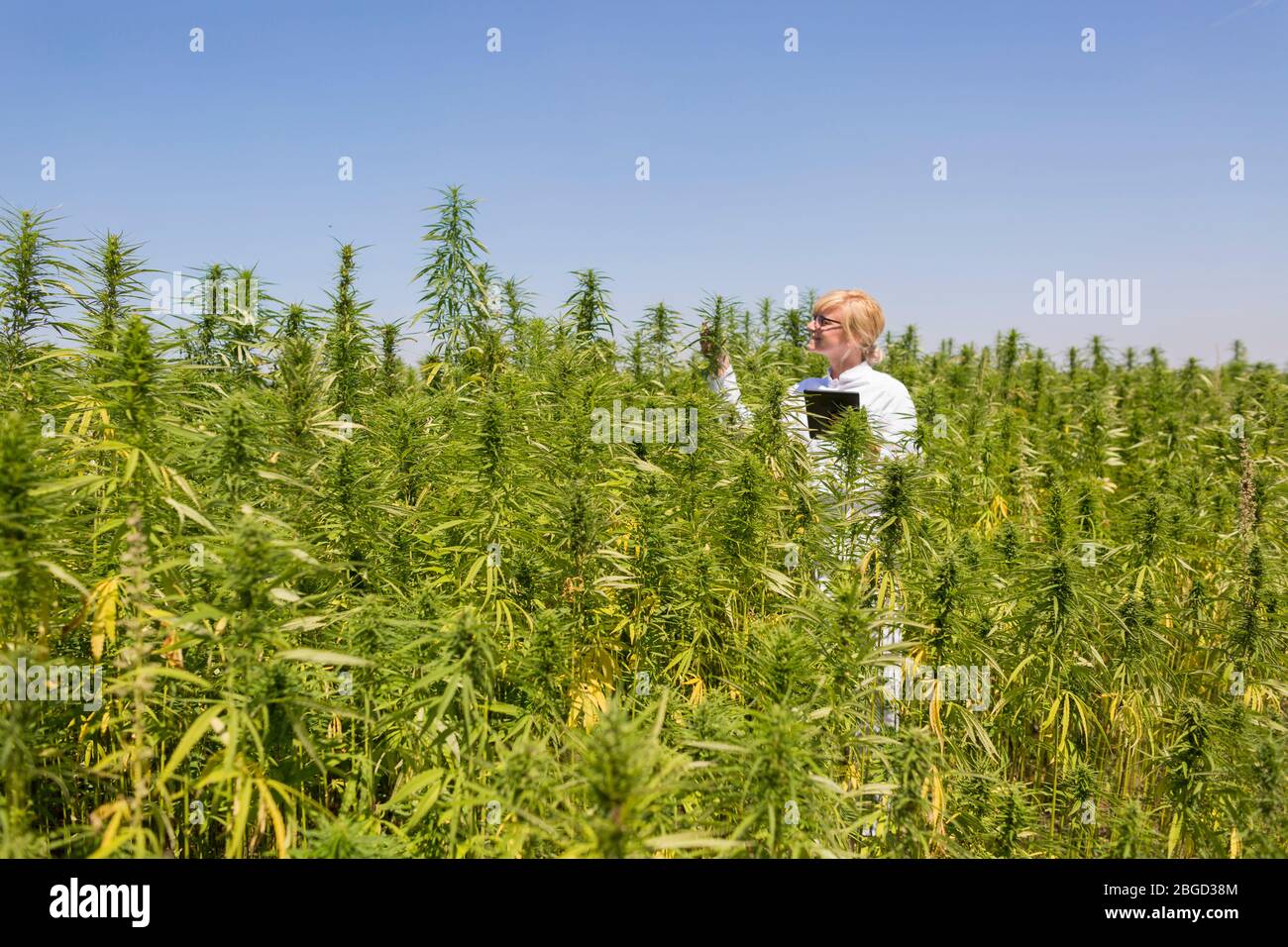 Scientist observing CBD hemp plants on marijuana field and writing ...