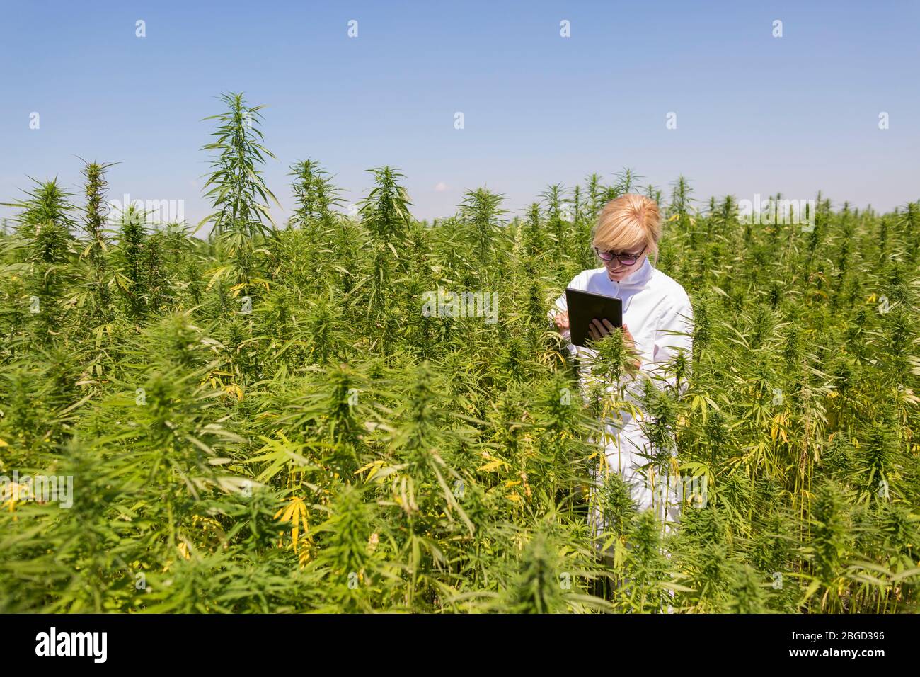 Scientist observing CBD hemp plants on marijuana field and writing ...