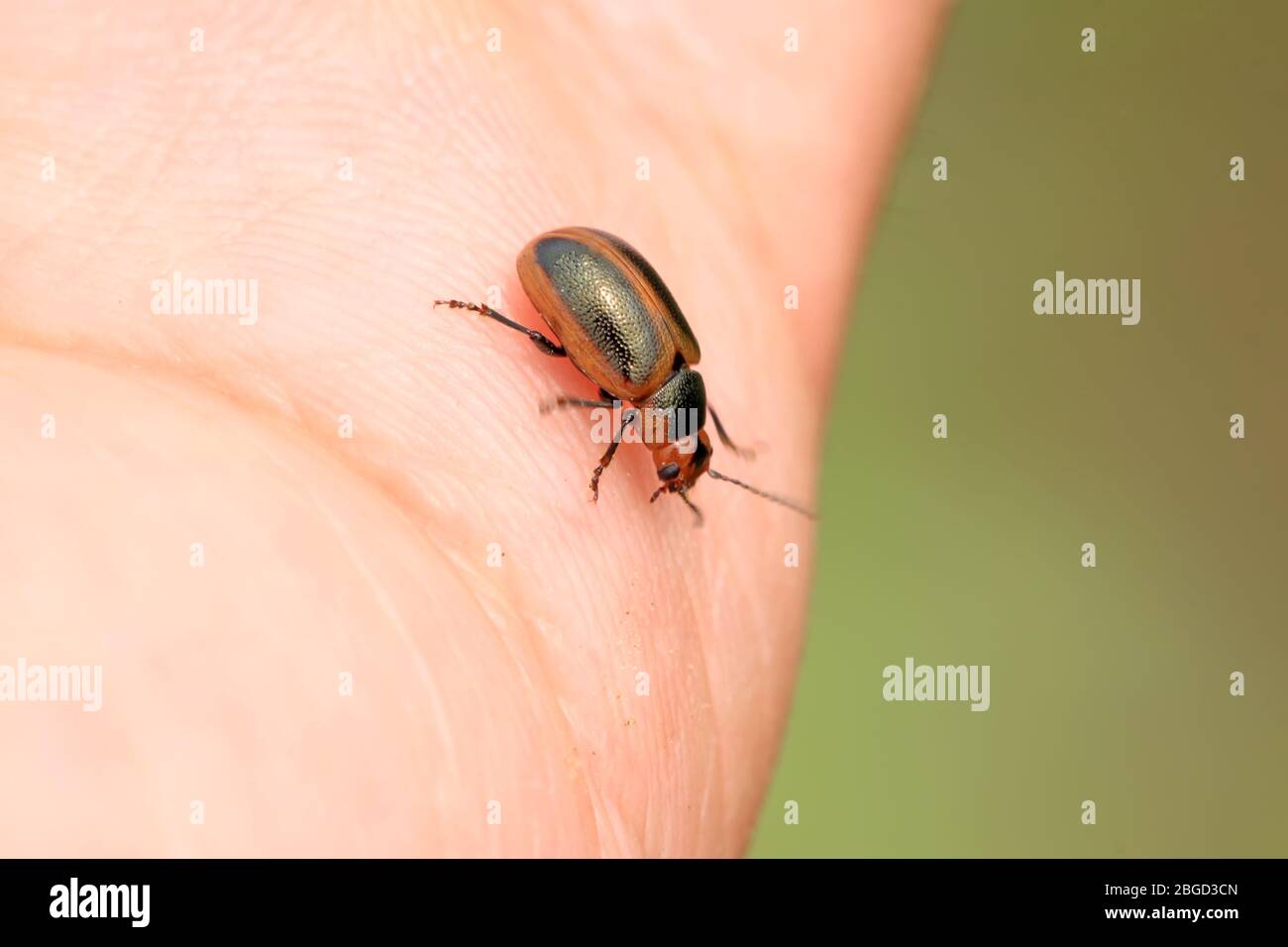 a beetle on a hand, Take photos in the natural wild state, Luannan ...