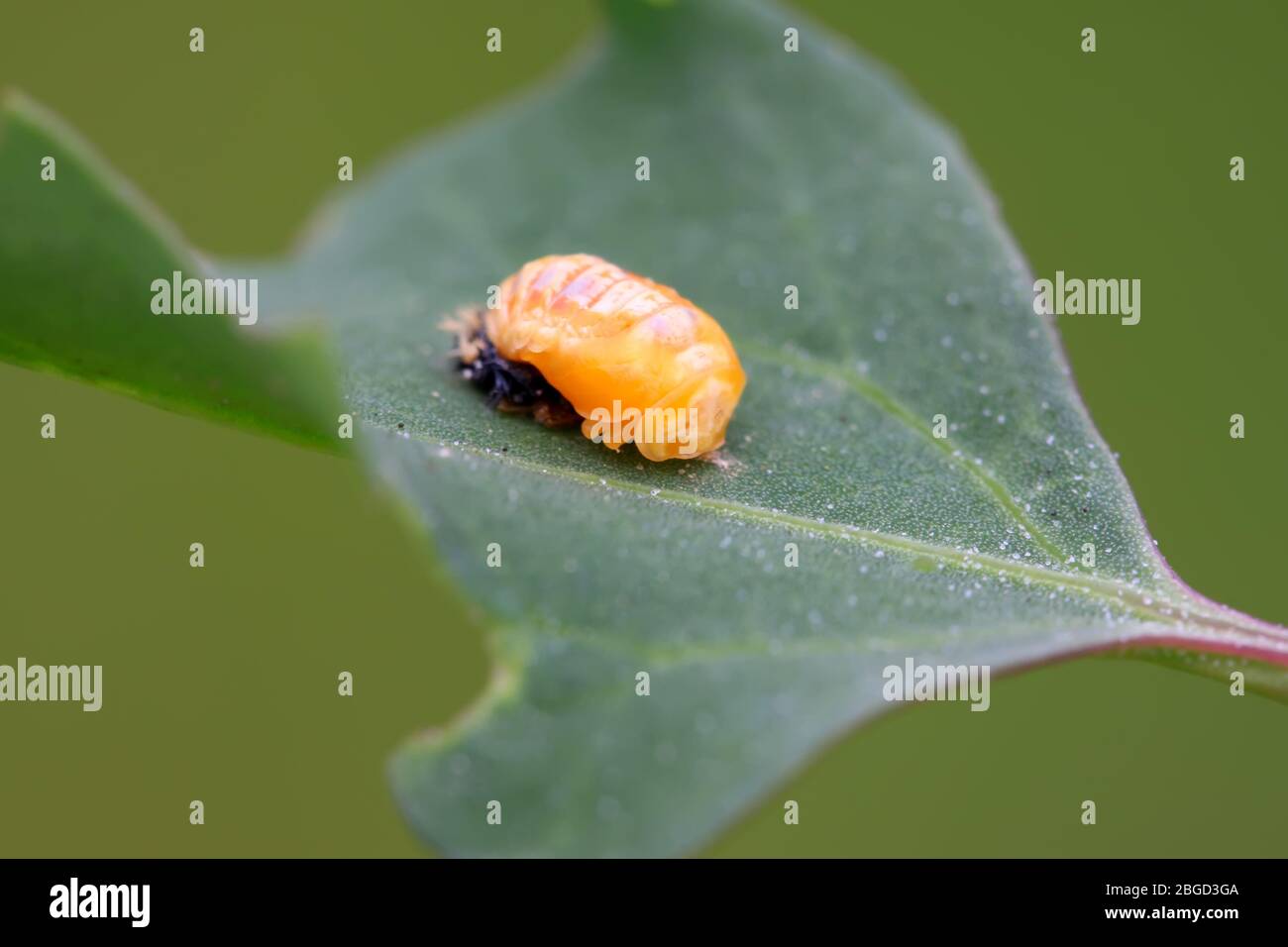 insect pupae of harmonia axyridis on a green leaf, taken photos in the ...