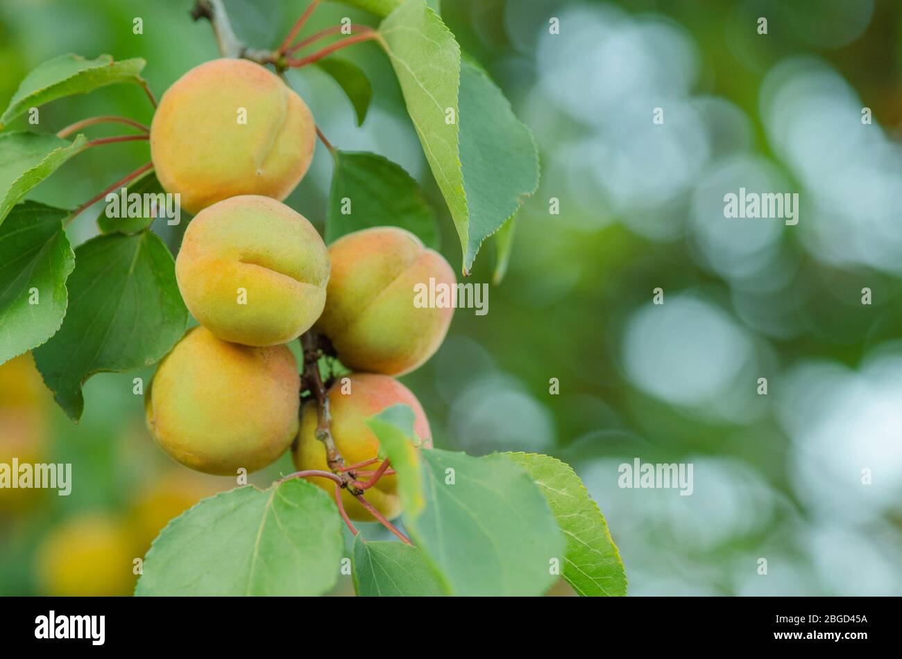 Mature apricot ready to harvest. Apricots ripening on tree. Apricots ...