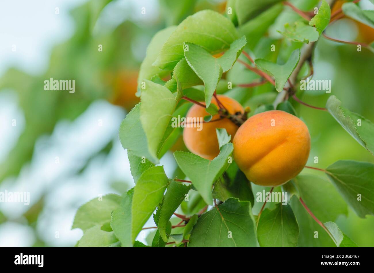 Branch of apricot tree. Close-up of apricots growing Stock Photo - Alamy