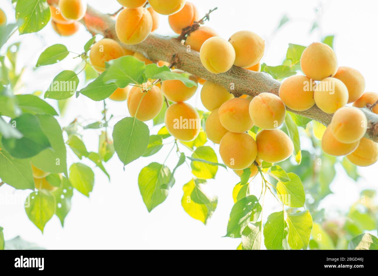 Branches of apricot fruit hi-res stock photography and images - Alamy