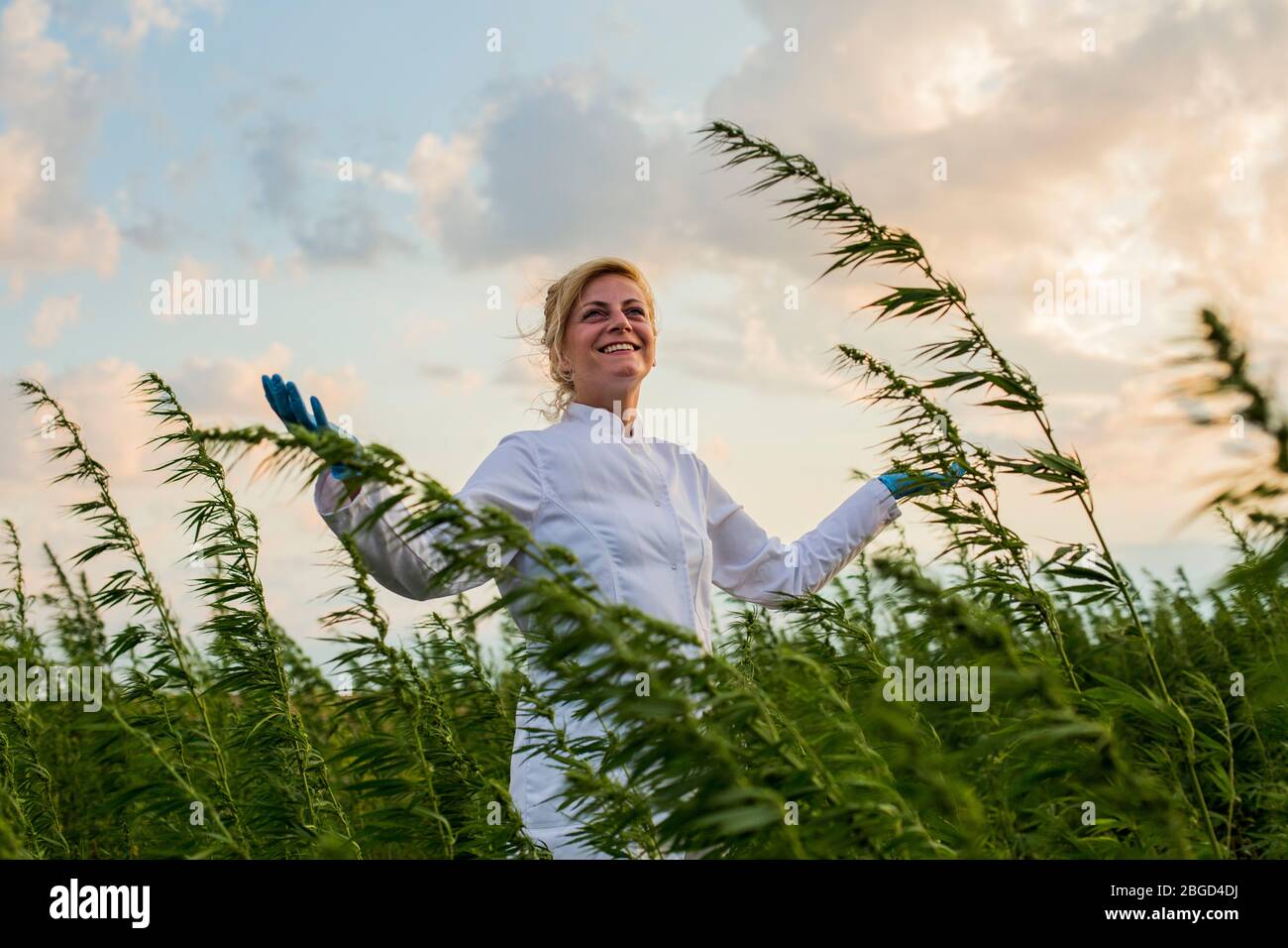 Scientist on marijuana field happy and satisfied with CBD hemp plants ...
