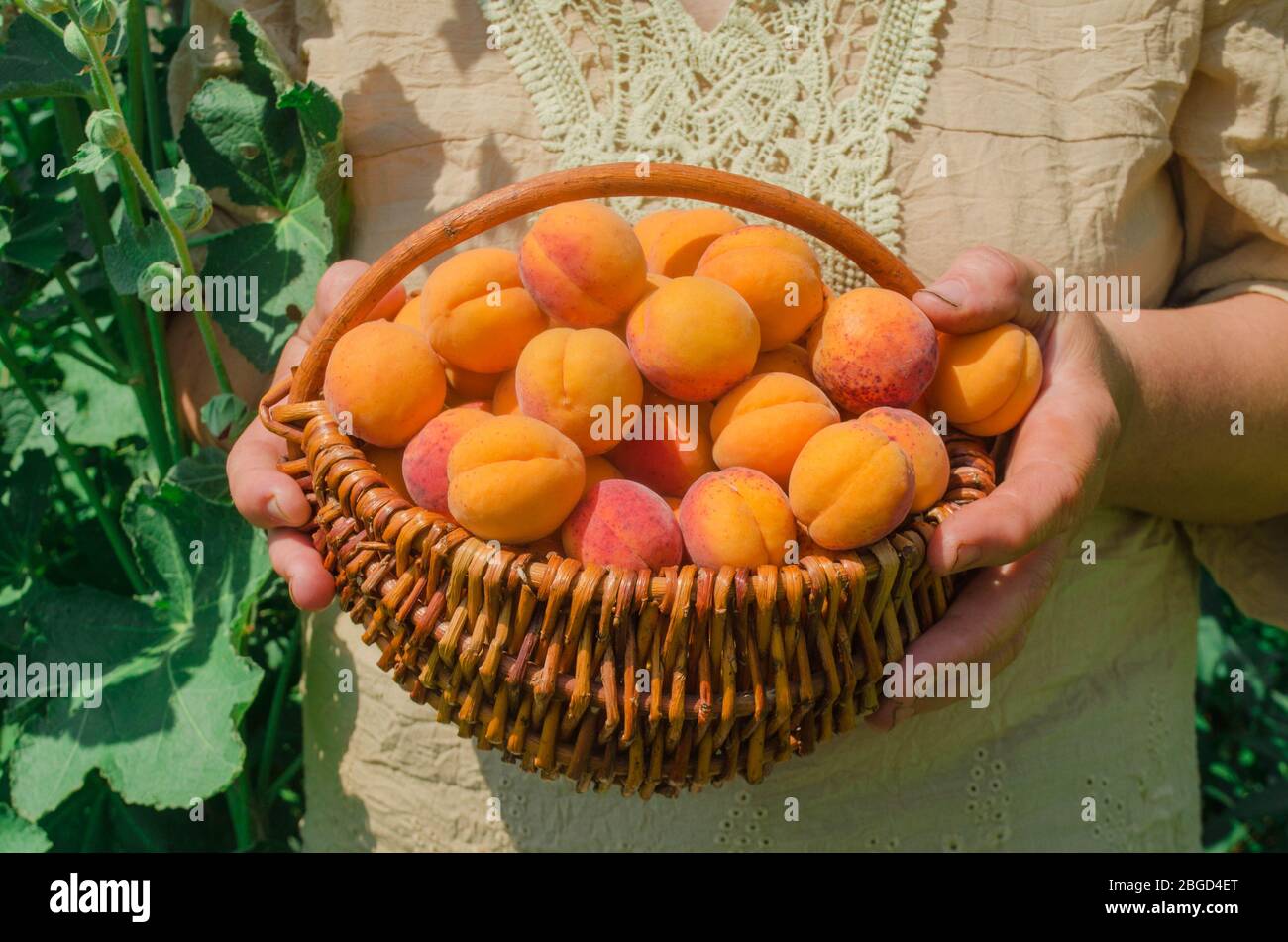 Basket of fresh apricots in farm orchard. Farmer at apricot orchard ...